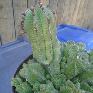 Exact Zipper Plants- Group of Euphorbia Tanzanian Zipper Plants Fully ...