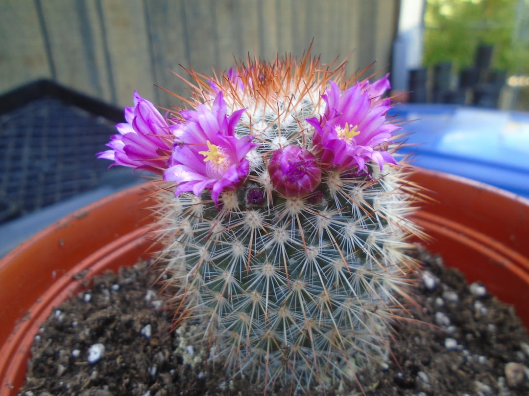 Red Headed Irishman Plant, Fully Rooted - Mammillaria Spinosissima - Etsy