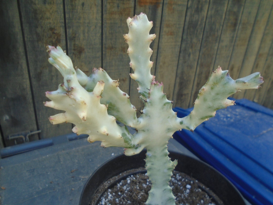 Exact Dragon Trees Bones Plant Lactea Variegata Fully Rooted, Euphorbia ...