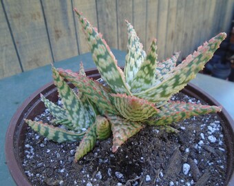 Firecracker Plant - Etsy