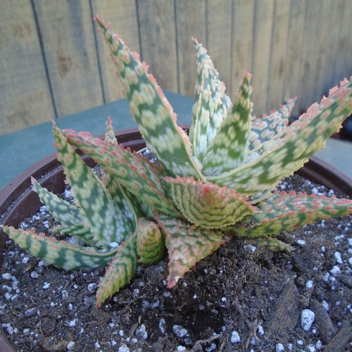 Aloe coral Fire One Plant Hybrid Fully Rooted - Etsy