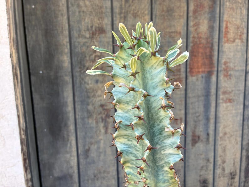 Exact African Golden Candelabra Plant, Variegated Euphorbia, Columnar ...