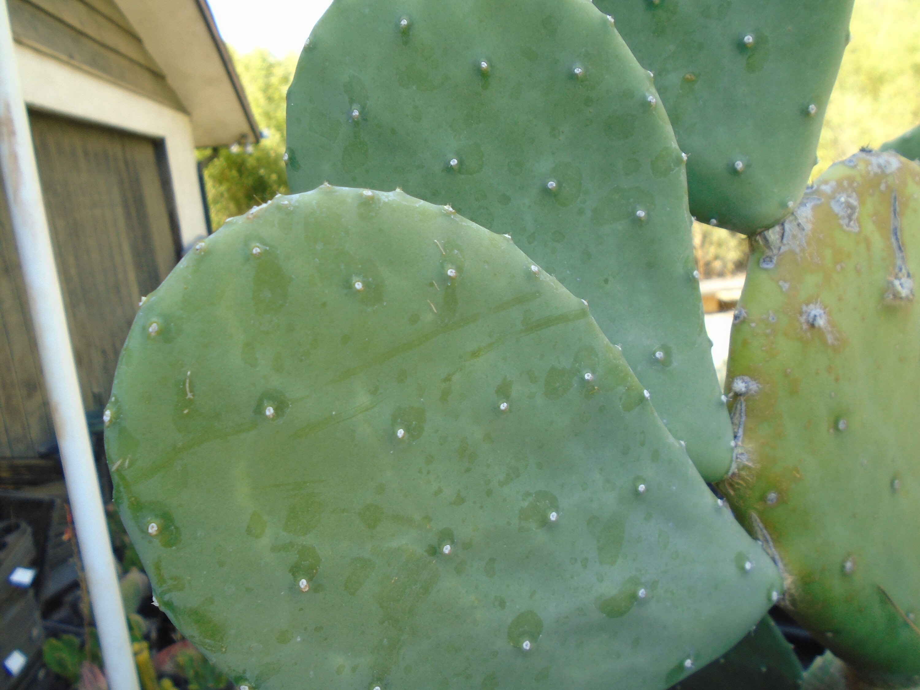 Opuntia "ellisiana" - One Pad- Edible Opuntia Prickly Pear, Cactus ...