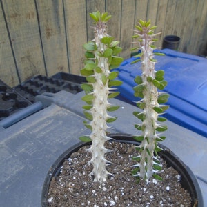 False Ocotillo 2 Plants, Fully Rooted, Procera, Drought Resistant ...