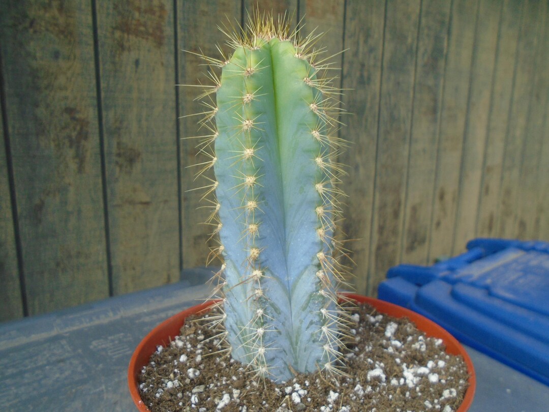 Exact Pilosocereus Azureus Cactus Plant, Fully Rooted, Columnar Type ...