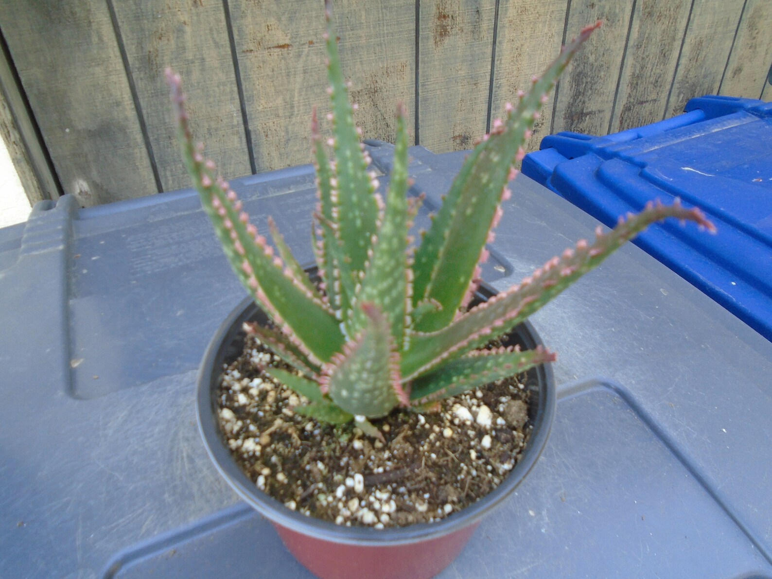 Aloe coral Fire One Plant Hybrid Fully Rooted - Etsy