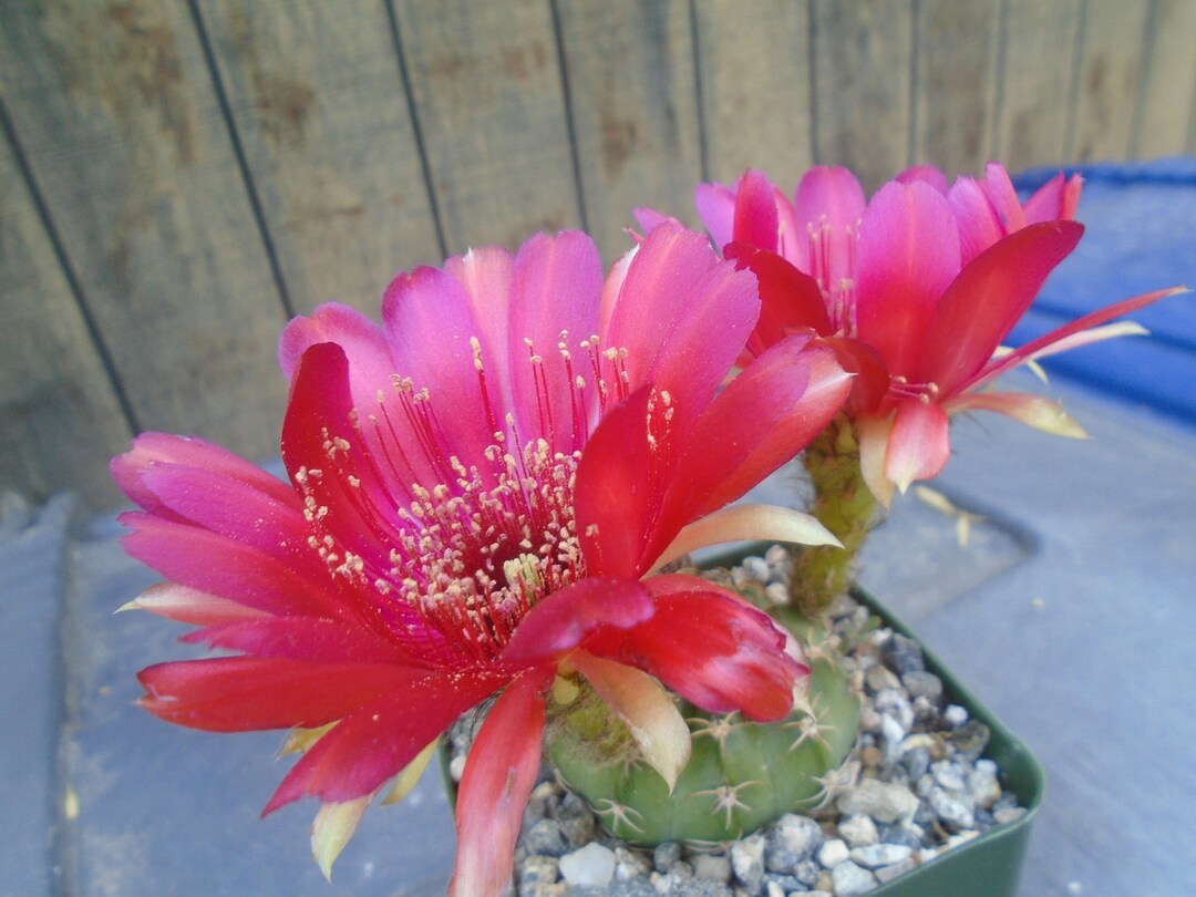 Lobivia Pojoensis V. Grandiflora Cactus Plant, Fully Rooted Cactus - Etsy