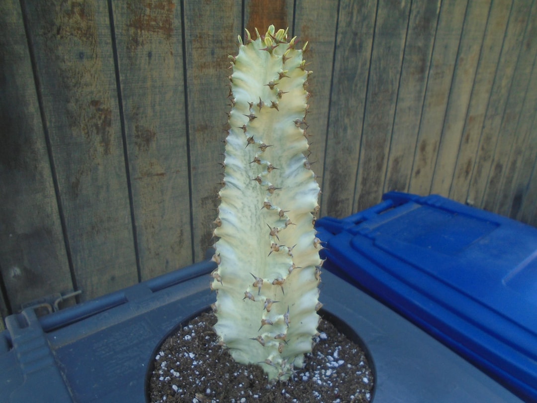 Exact African Golden Candelabra Plant, Variegated Euphorbia, Columnar ...