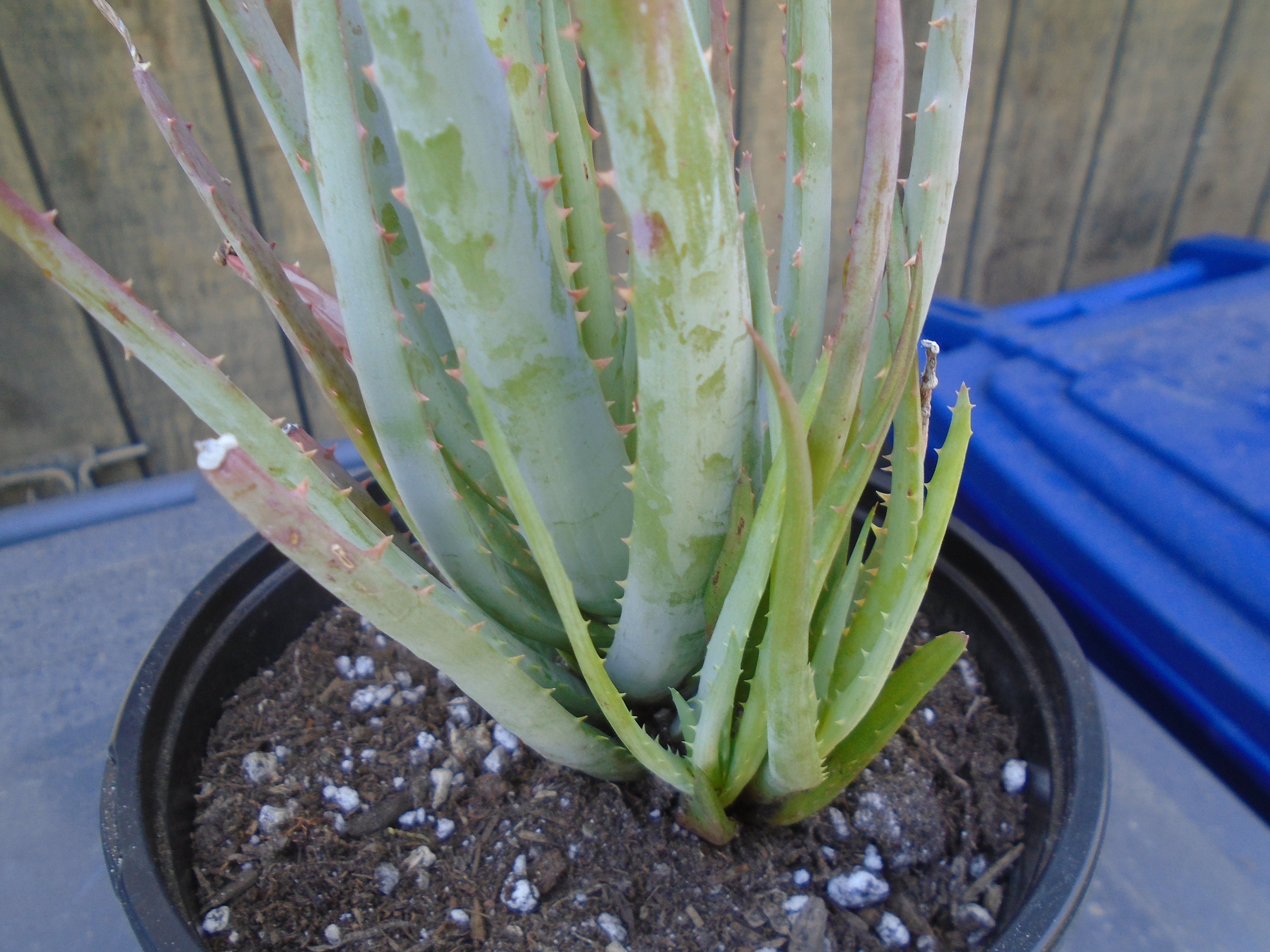 Aloe Blue Elf Plant Fully Rooted | Etsy