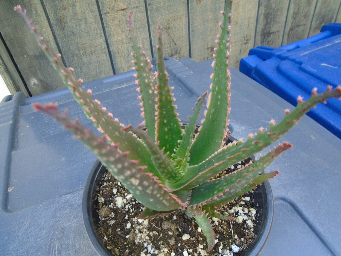 Aloe coral Fire One Plant Hybrid Fully Rooted - Etsy