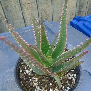 Aloe coral Fire One Plant Hybrid Fully Rooted - Etsy