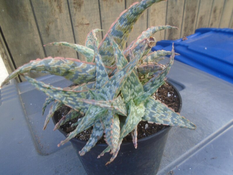 Exact Group of "sidewinder" Aloe Plants, Fully Rooted Hybrid, Flowering ...