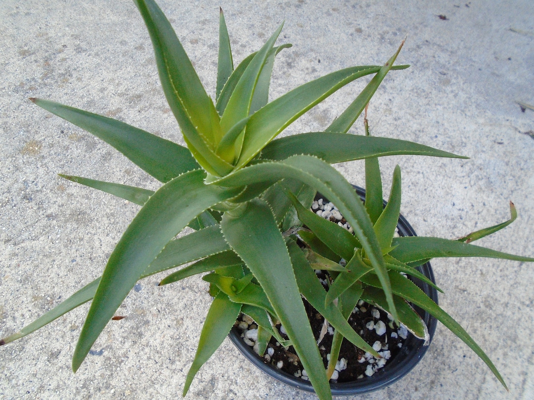 Aloe - "climbing" 4-6 " Cutting - Aloiampelos Ciliaris - Etsy