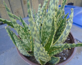 Aloe swordfish 1 Plant PPAF Hybrid Fully Rooted | Etsy