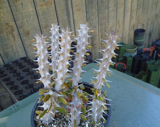 False Ocotillo 4 Plants Fully Rooted Procera Drought - Etsy