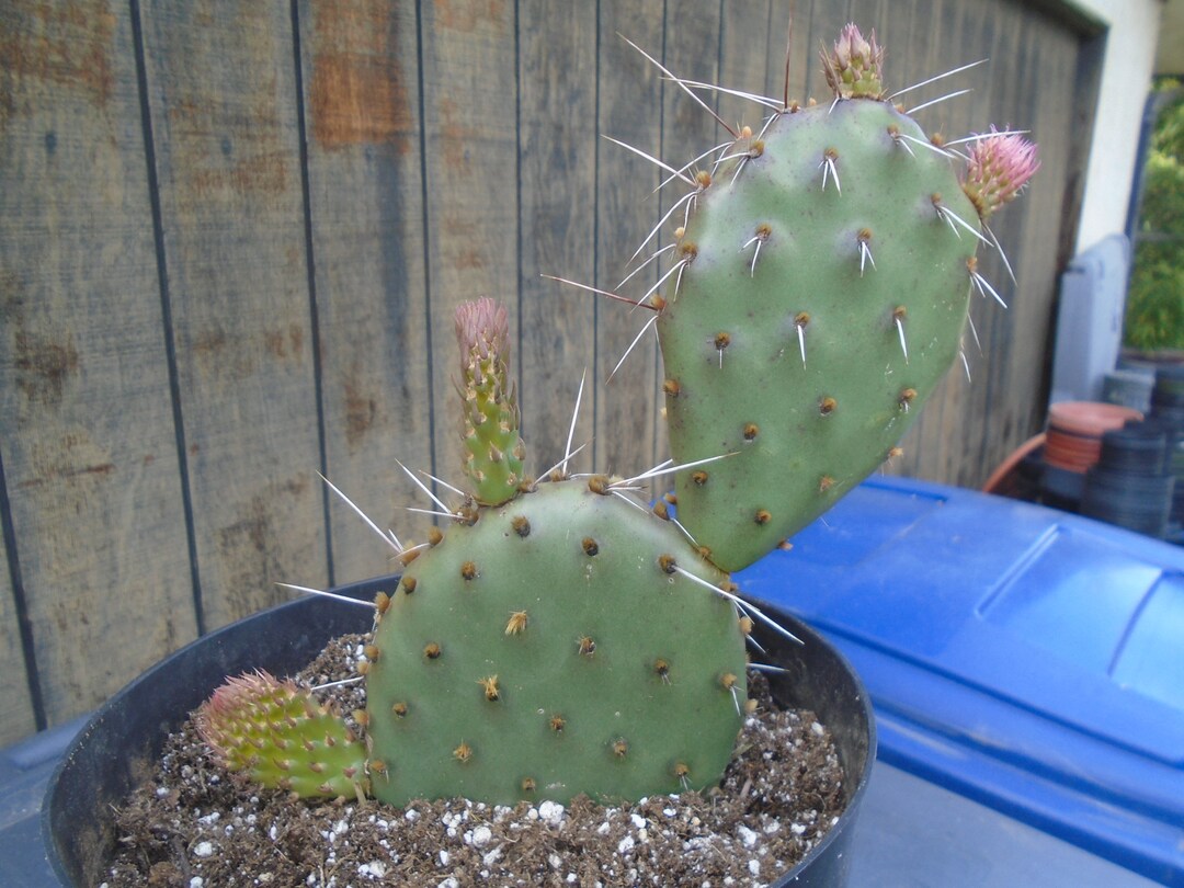Exact Opuntia pina Colada Plant, Fully Rooted Prickly Pear, Cold Hardy ...
