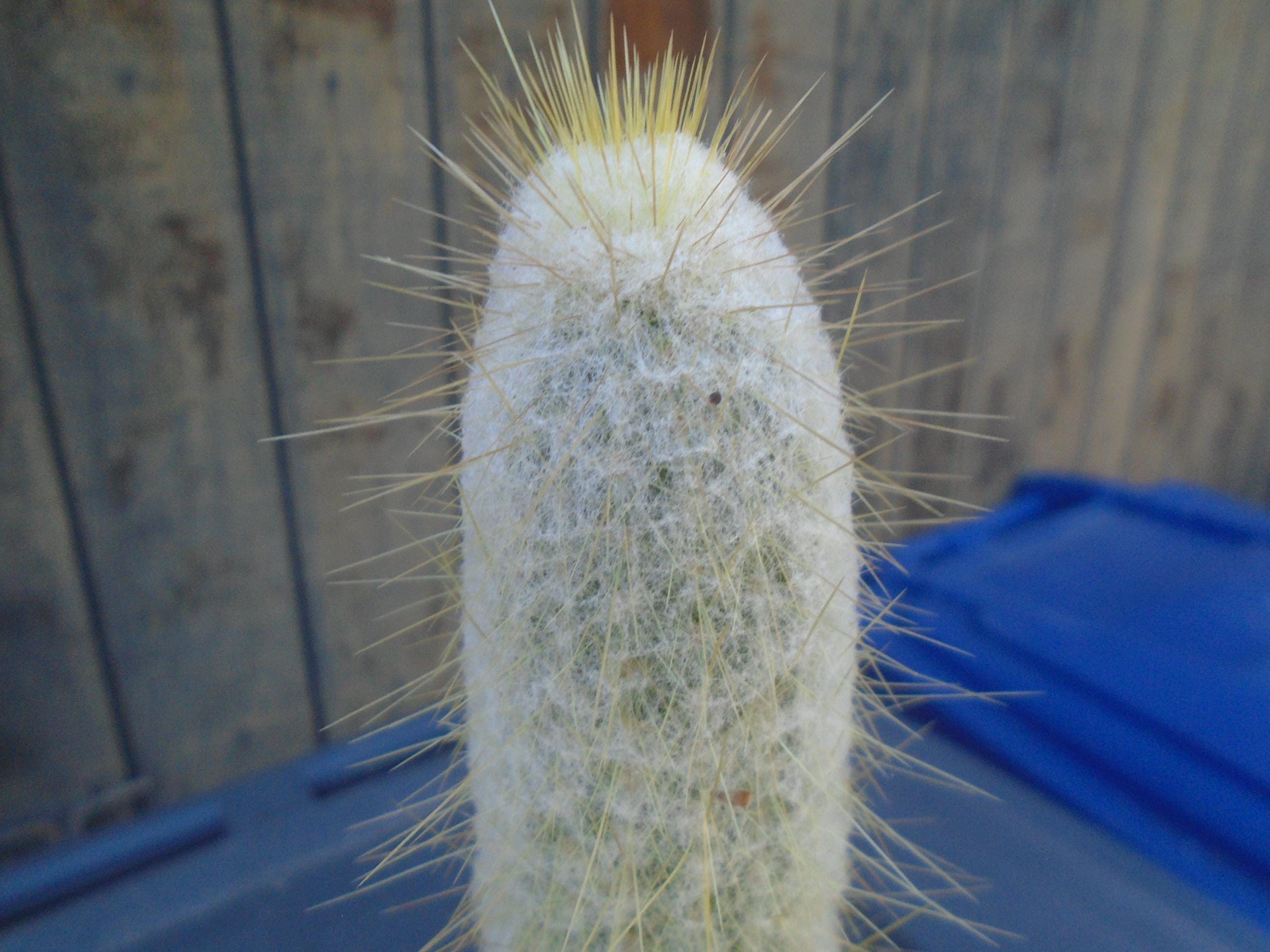 Exact Espostoa Lanata - Snow Pole Cactus, Fully Rooted, Columnar Type ...