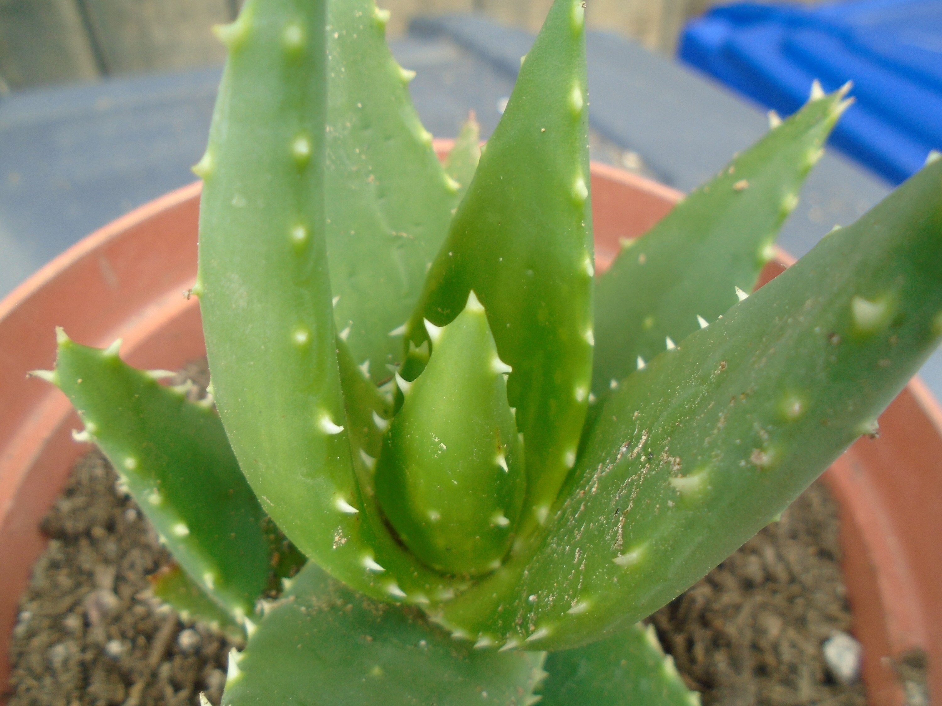 Aloe Nobilis Gold Toothed Aloe Fully Rooted Plant | Etsy