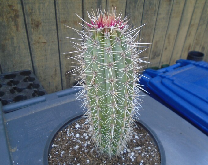 Specialcardon False Saquaro Cactus Fully Rooted - Etsy
