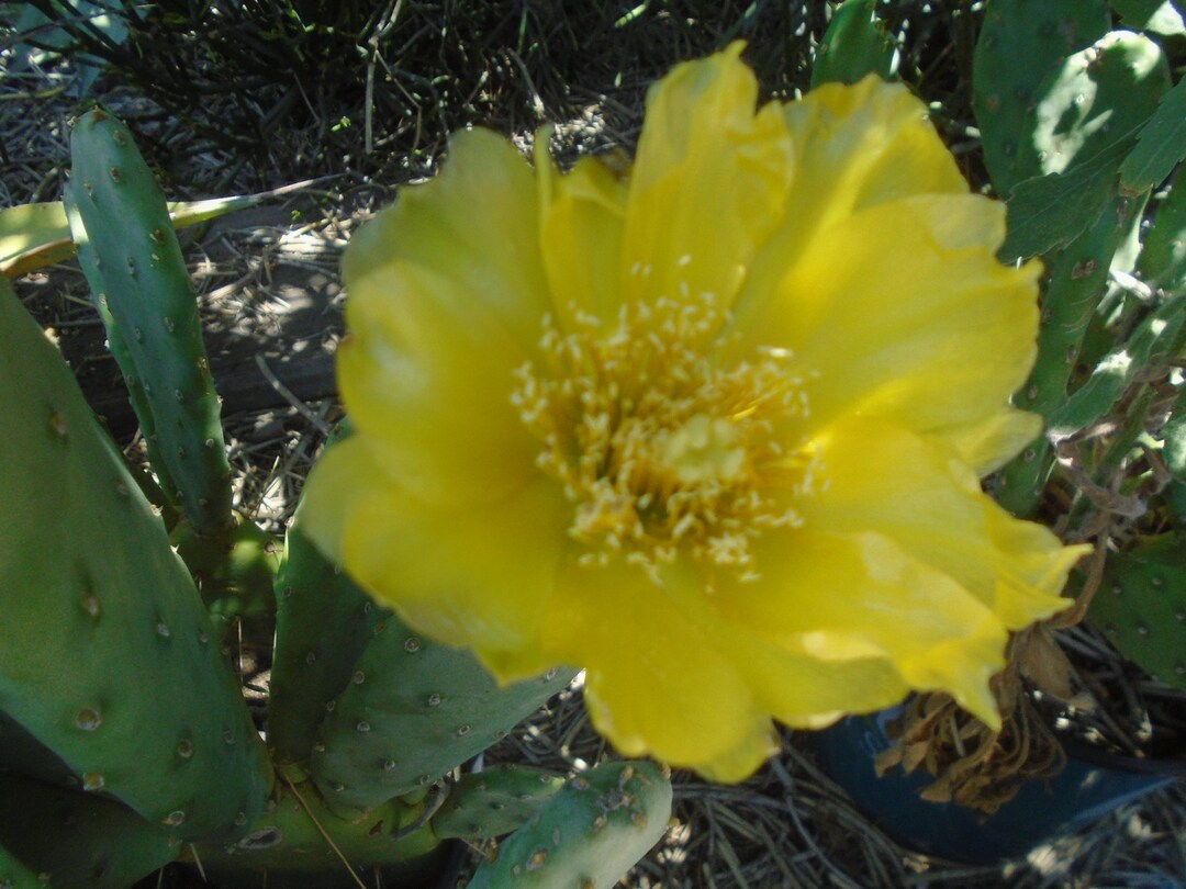 Opuntia "goblin", One Pad, Prickly Pear Cactus - Etsy