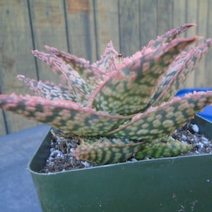 Aloe Firecracker Plant, Fully Rooted Hybrid, Hummingbird Friendly - Etsy