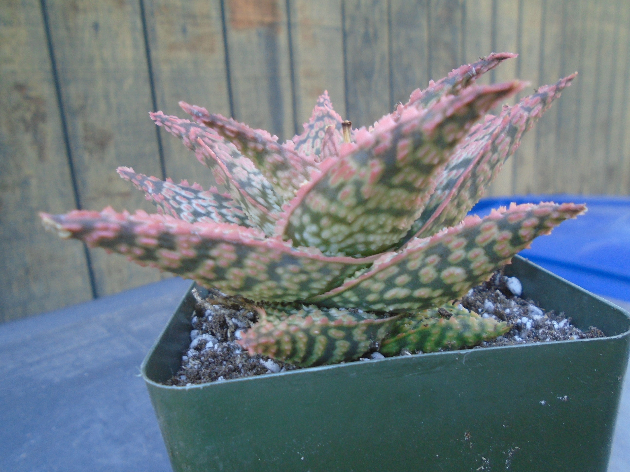 Aloe Firecracker Plant, Fully Rooted Hybrid, Hummingbird Friendly - Etsy