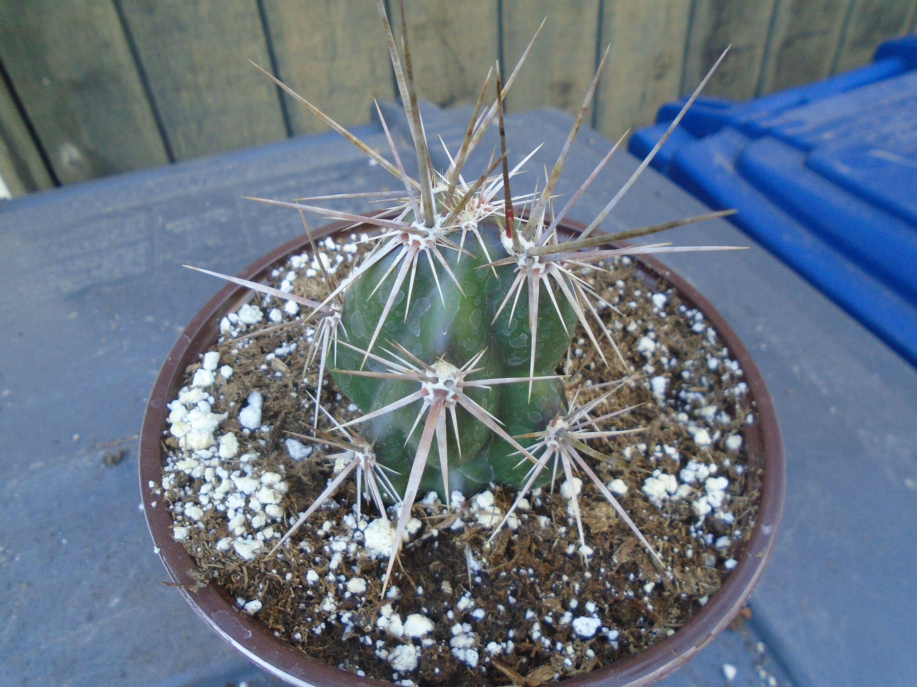 Opuntia GRUSONIA INVICTA Rooted Plant | Etsy