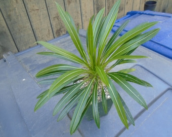 Pachypodium Lamerei Madagascar Palm - Etsy