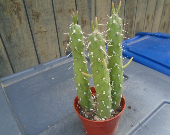 2”, 4", 6” Pot of Eve's Pin Needle Cactus - Etsy