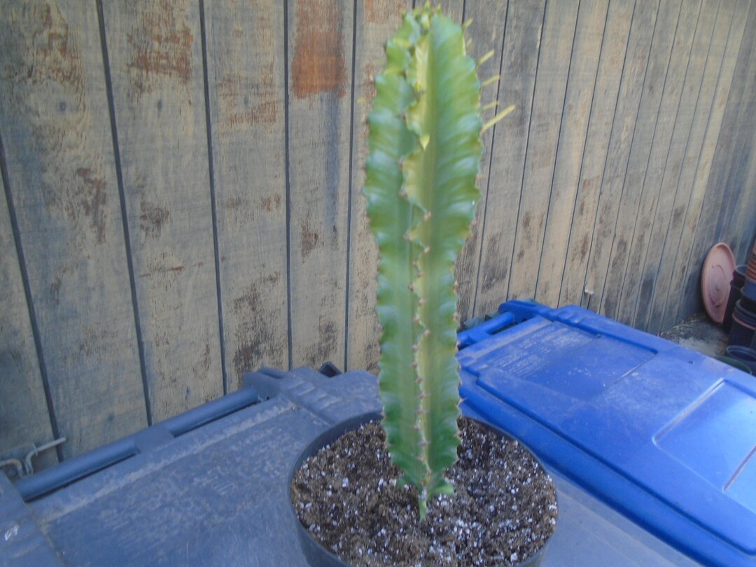 Exact Green African Candelabra Plant, Euphorbia Ammak, Columnar Type ...