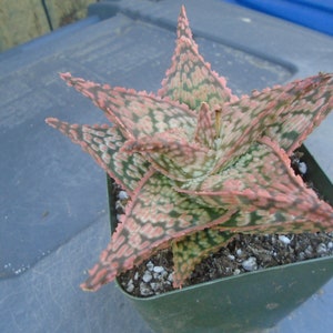 Aloe Firecracker Plant, Fully Rooted Hybrid, Hummingbird Friendly - Etsy