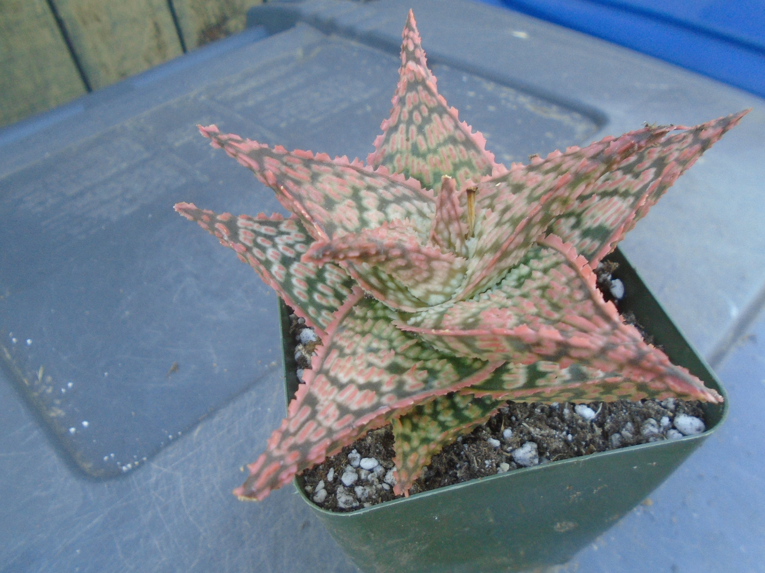 Aloe Firecracker Plant, Fully Rooted Hybrid, Hummingbird Friendly - Etsy