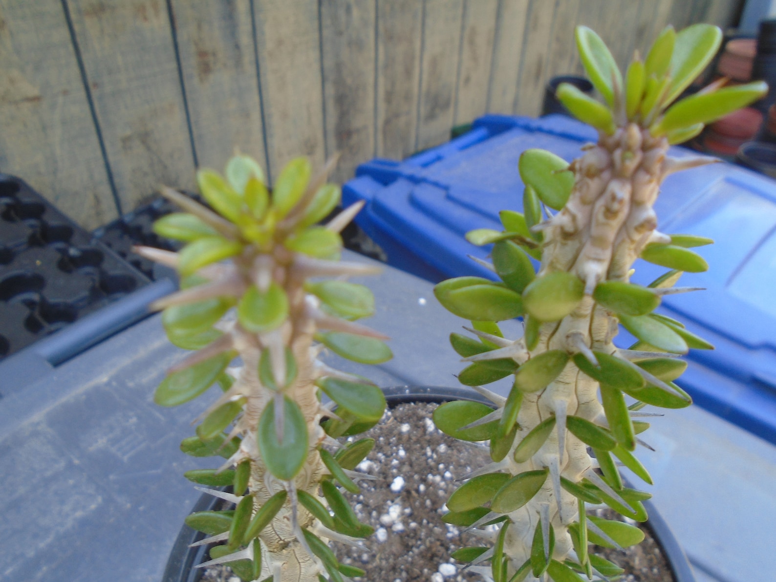 False Ocotillo 2 Plants, Fully Rooted, Procera, Drought Resistant ...