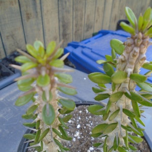 False Ocotillo 2 Plants, Fully Rooted, Procera, Drought Resistant ...