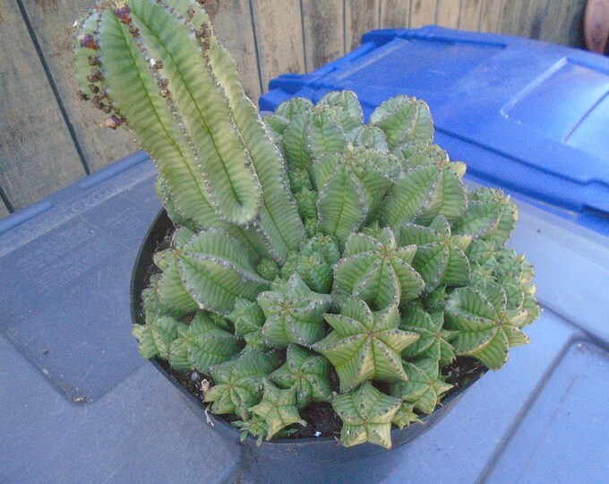 Exact Zipper Plants- Group of Euphorbia Tanzanian Zipper Plants Fully ...