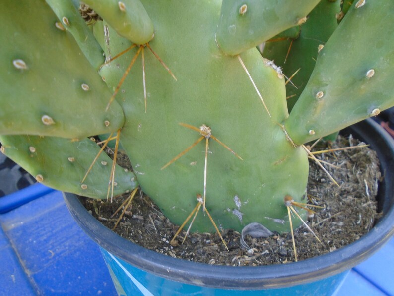 Opuntia goblin One Pad Prickly Pear Cactus - Etsy