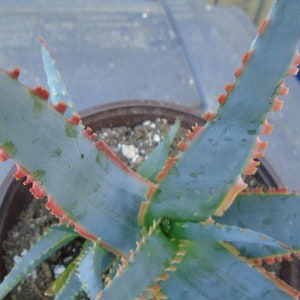 Aloe "swordfish" 1 Plant PPAF Hybrid , Fully Rooted, Flowering ...