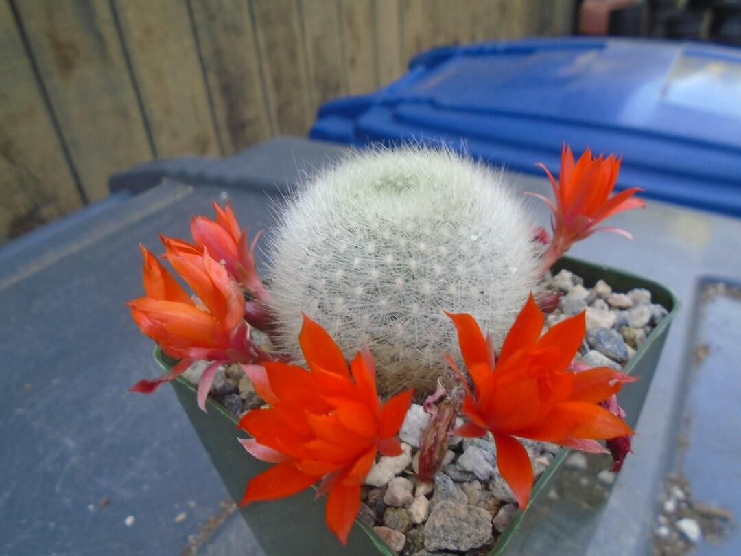 Rebutia Albipilosa Cactus Plant, Fully Rooted Clumping Cactus small - Etsy