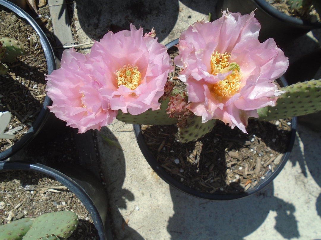 Opuntia "nel Pastel" Cold Hardy 1 Pad, Utahensis Hybrid - Prickly Pear ...