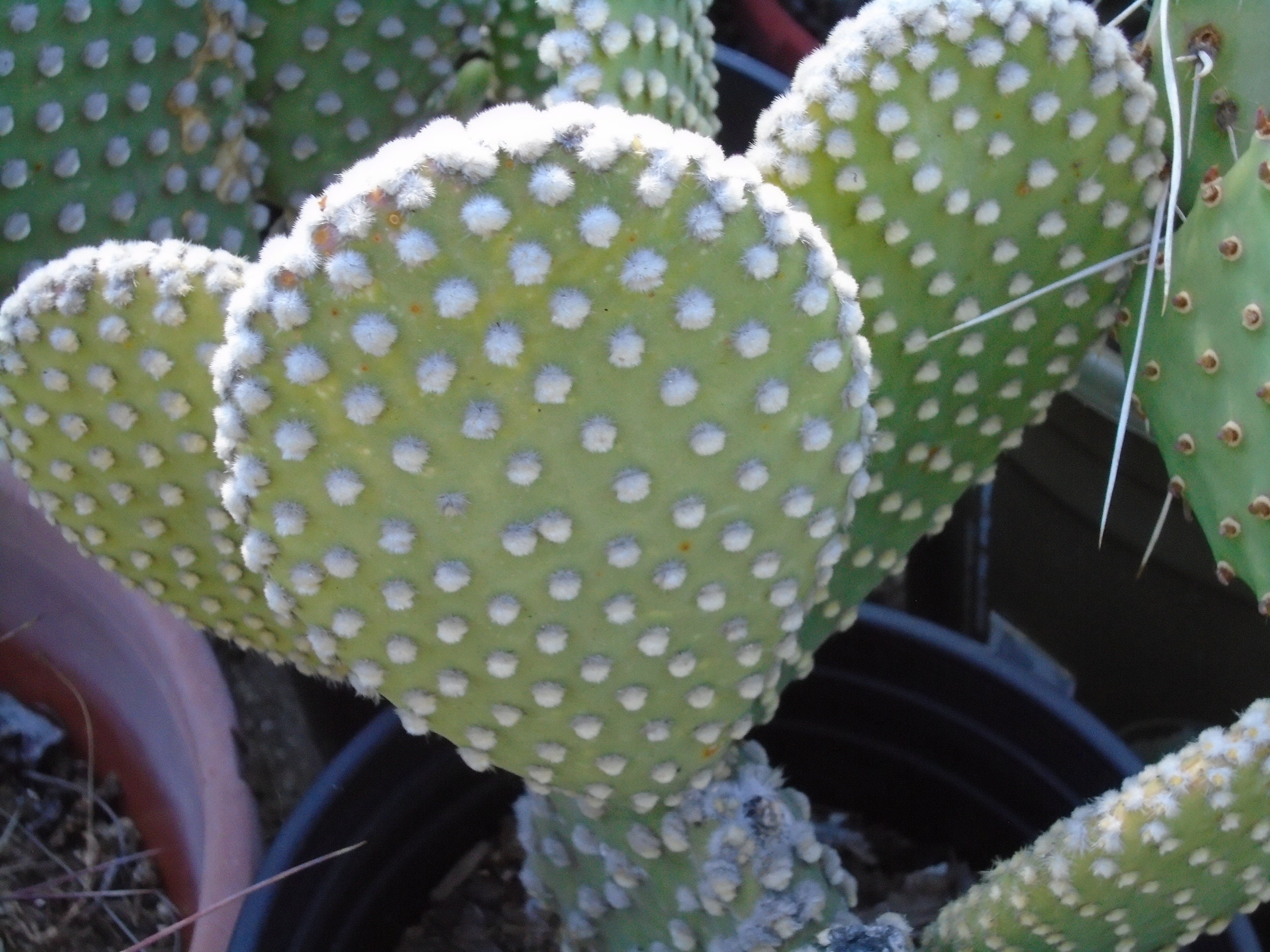 Opuntia "angel Wings" (microdasys Albata) 2 Pads - Prickly Pear - Etsy