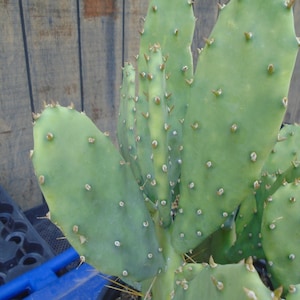 Opuntia "goblin", One Pad, Prickly Pear Cactus - Etsy