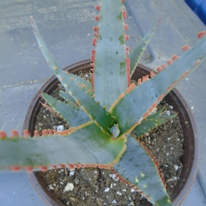 Aloe "swordfish" 1 Plant PPAF Hybrid , Fully Rooted, Flowering ...