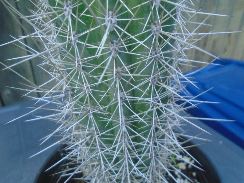 Exact 10" Tall Cardon, False Saquaro, Fully Rooted, Pachycereus ...