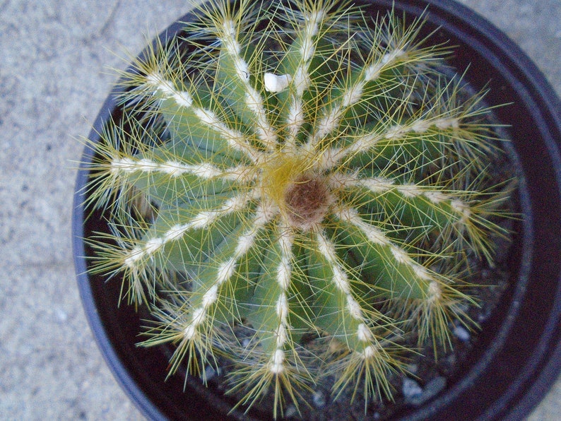 Balloon Cactus Notocactus Magnificus Fully Rooted Plant - Etsy
