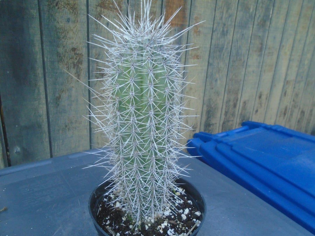 Exact 10" Tall Cardon, False Saquaro, Fully Rooted, Pachycereus ...