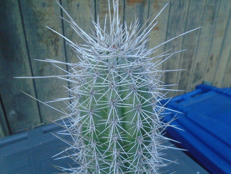 Exact 10" Tall Cardon, False Saquaro, Fully Rooted, Pachycereus ...