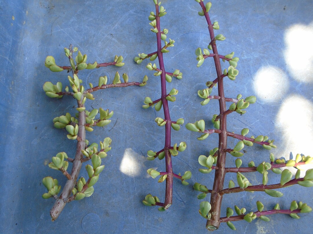Portulacaria Afra "rainbow Elephant Bush" Variegata 3 Cuttings - Etsy