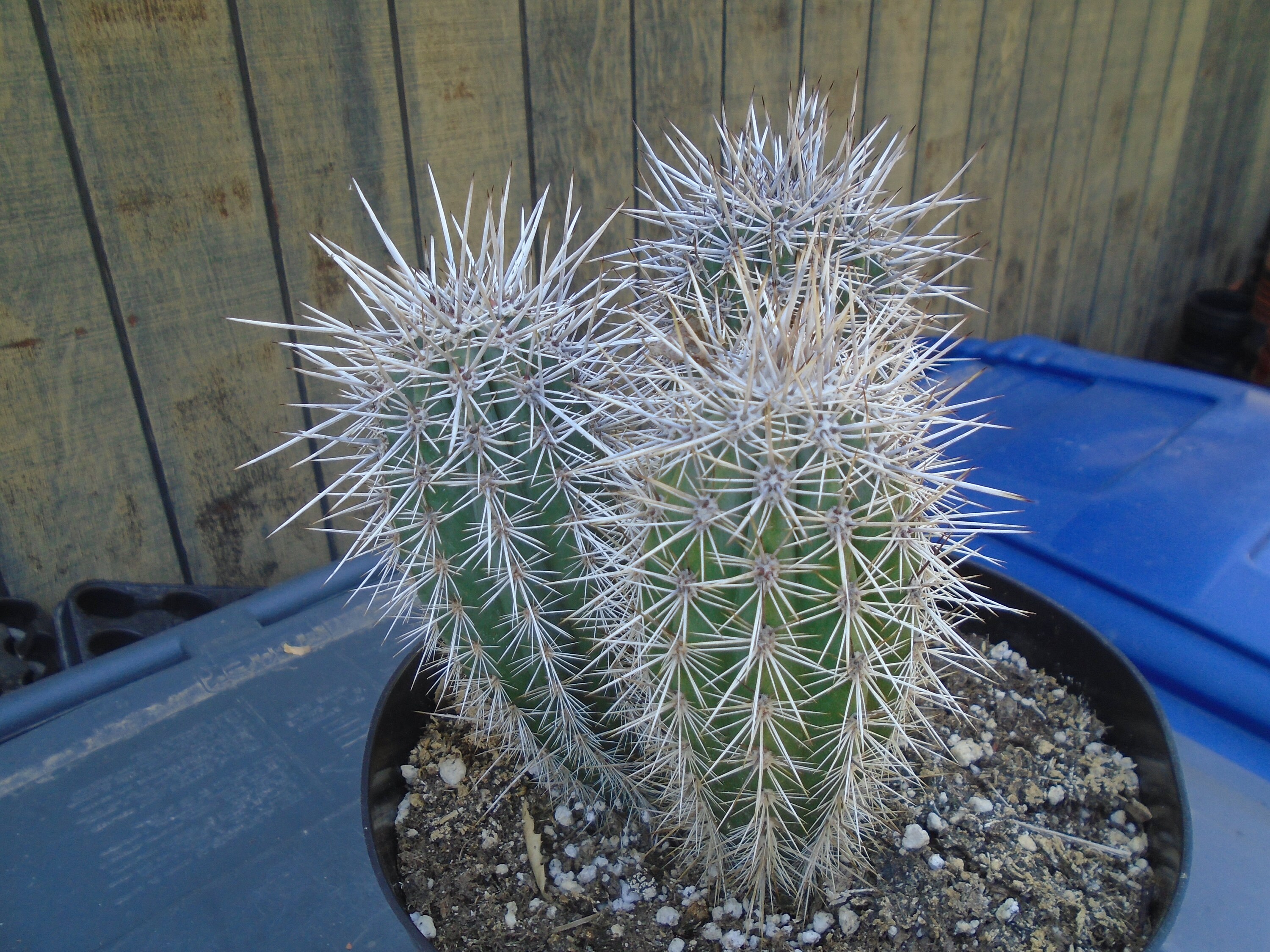 Cardon 3 False Saquaro Cactus Fully Rooted Pachycereus | Etsy