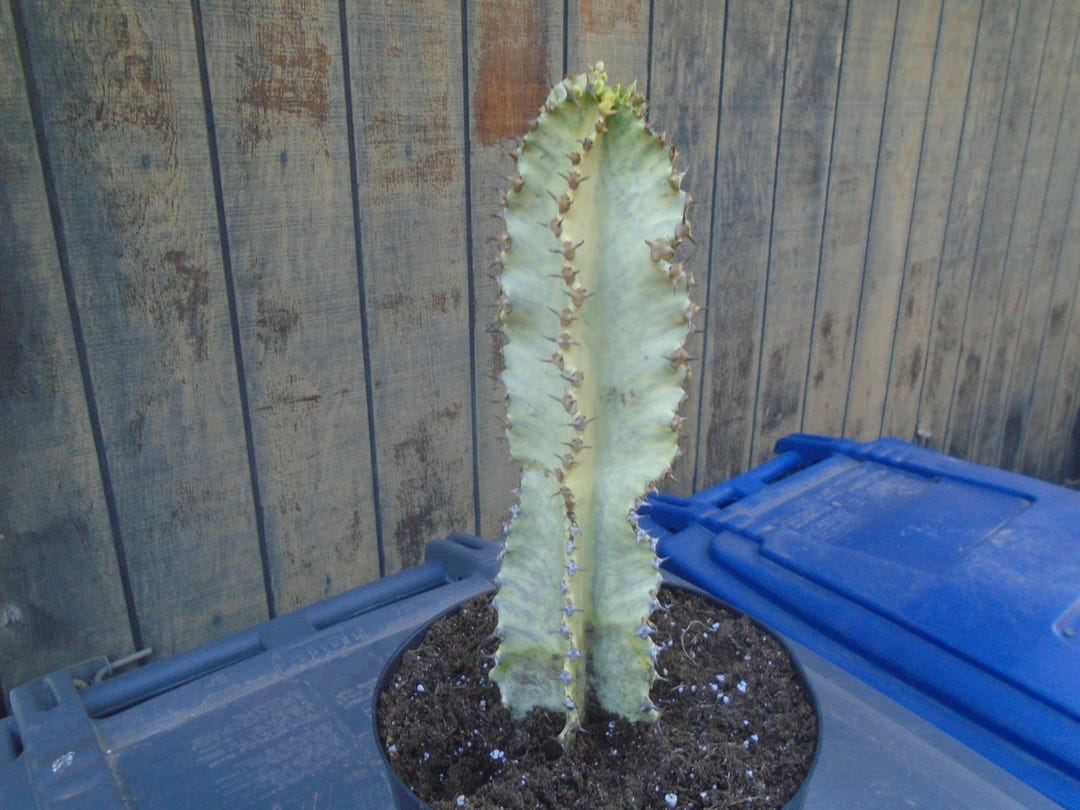 Exact African "golden" Candelabra Plant, Fully Rooted, Euphorbia ...