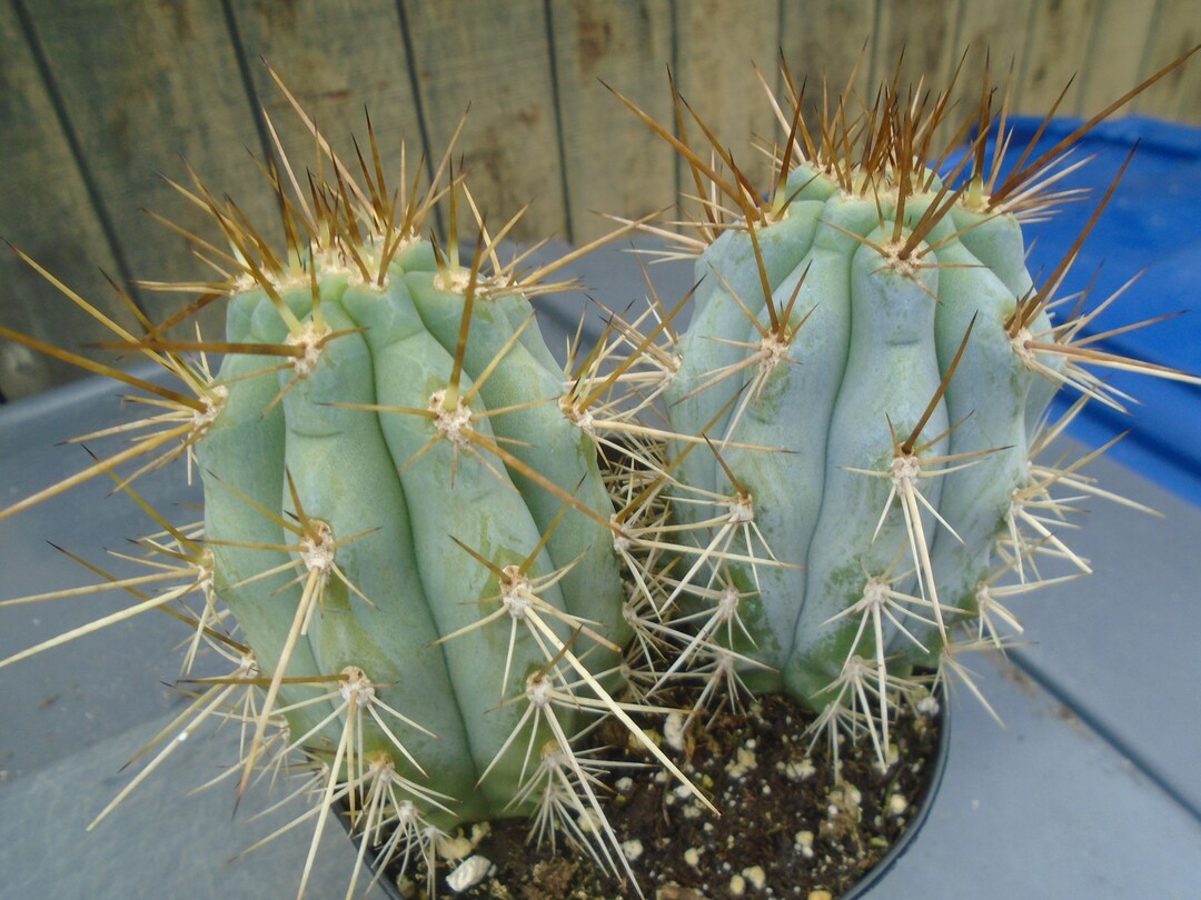 Exacttwo Blue Cereus Cactus, Fully Rooted Browningia Hertingiana ...